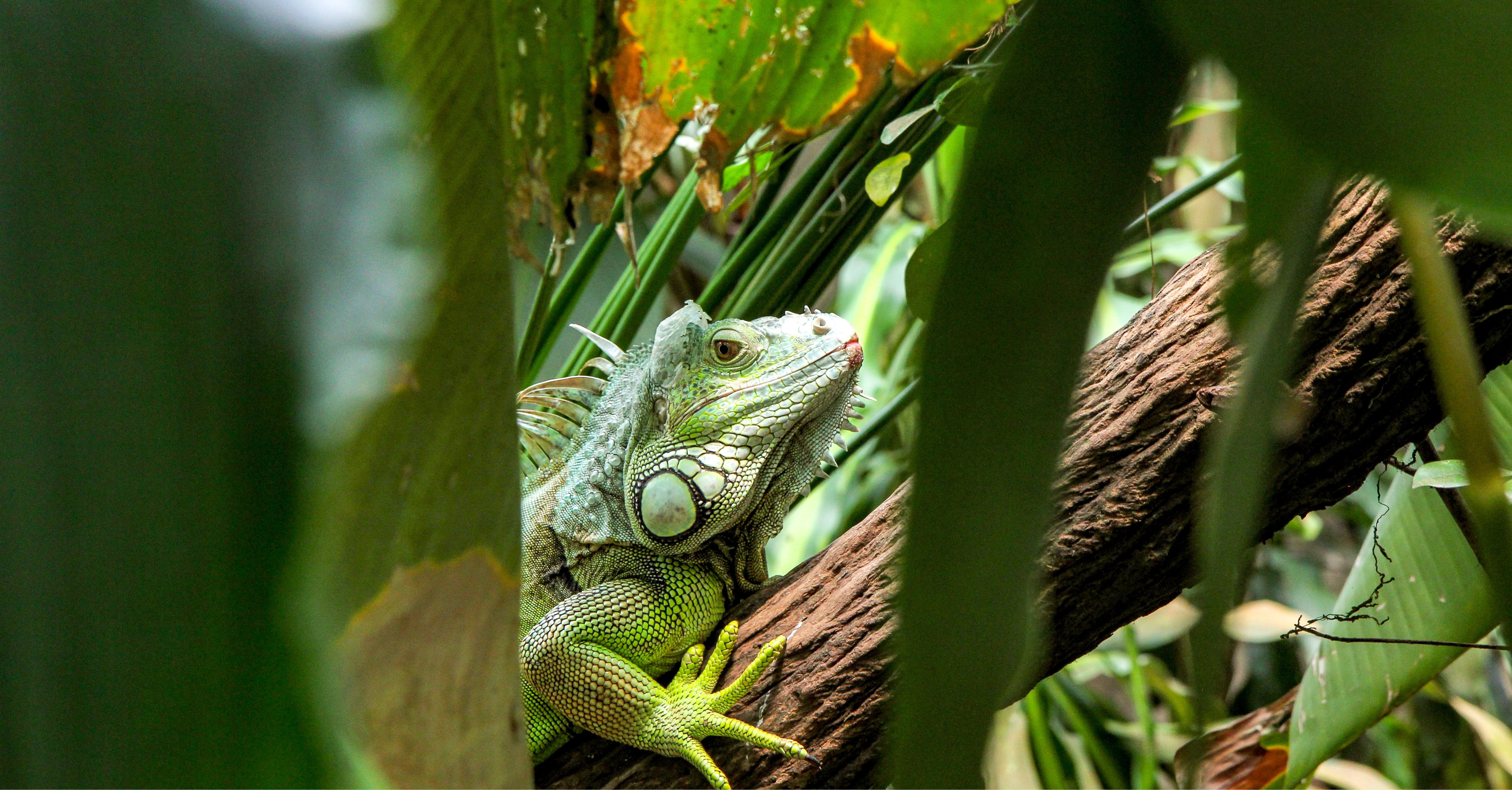 What is 'reptile theory'?